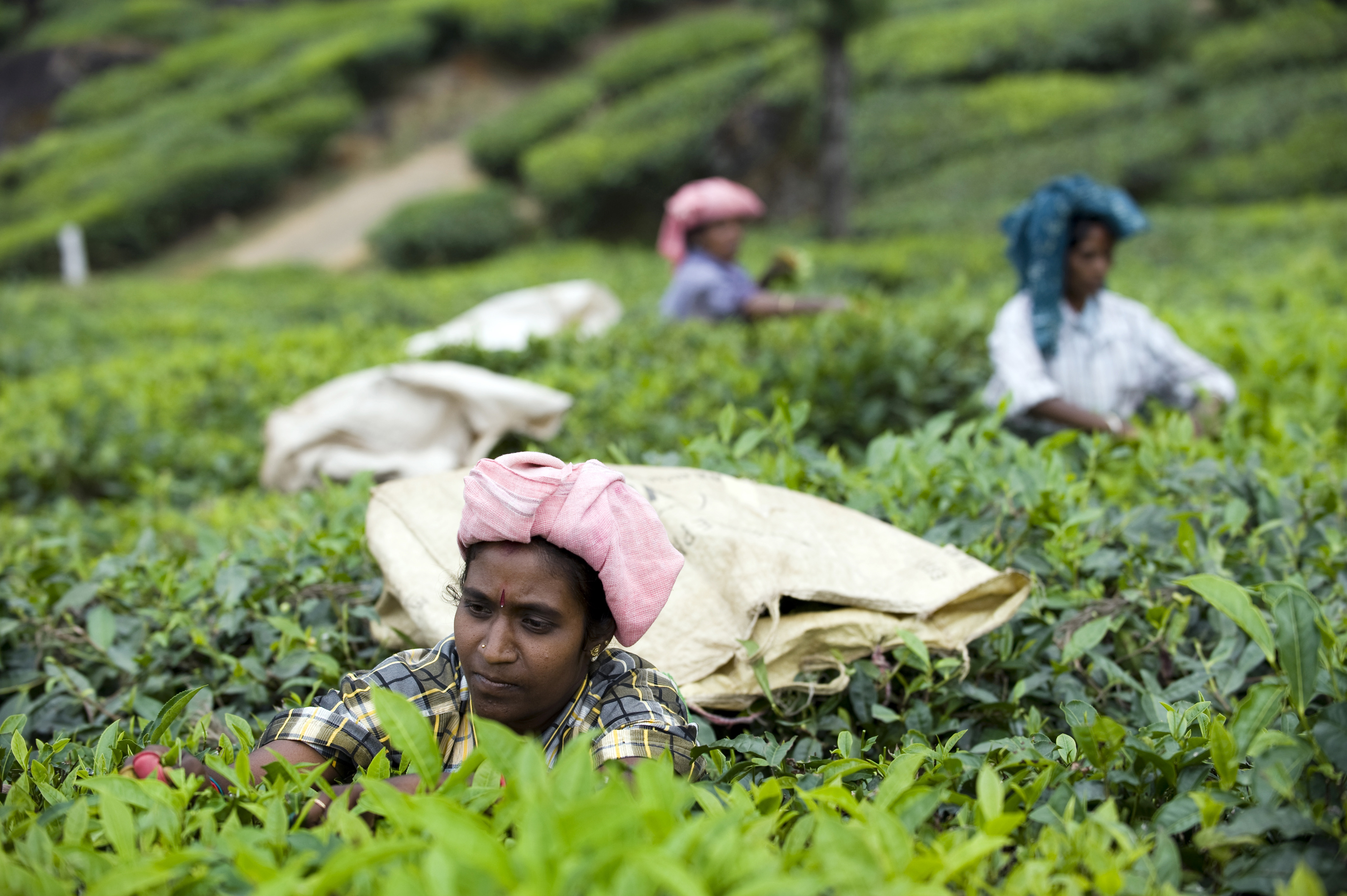 eConsultant2: Soil and Leaf Testing – KTDA tea zones | Netherlands for ...